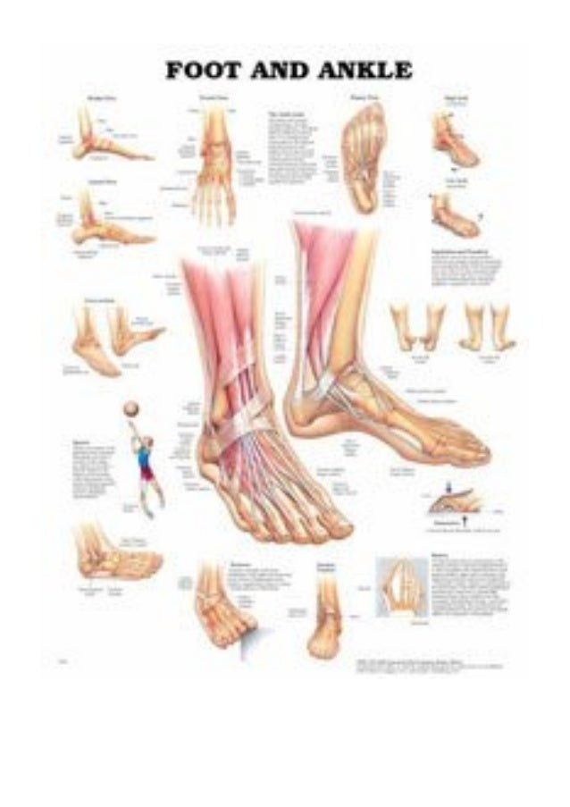 Anatomical Chart Company 1587791374 Foot & Ankle Laminated Chart EA PDF