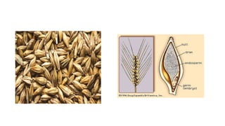 Processing of cereals | PPTX