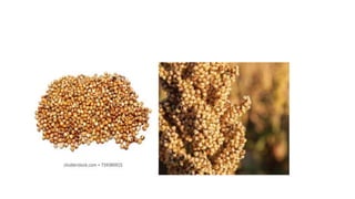 Processing of cereals | PPTX