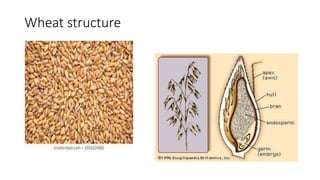 Processing of cereals | PPTX