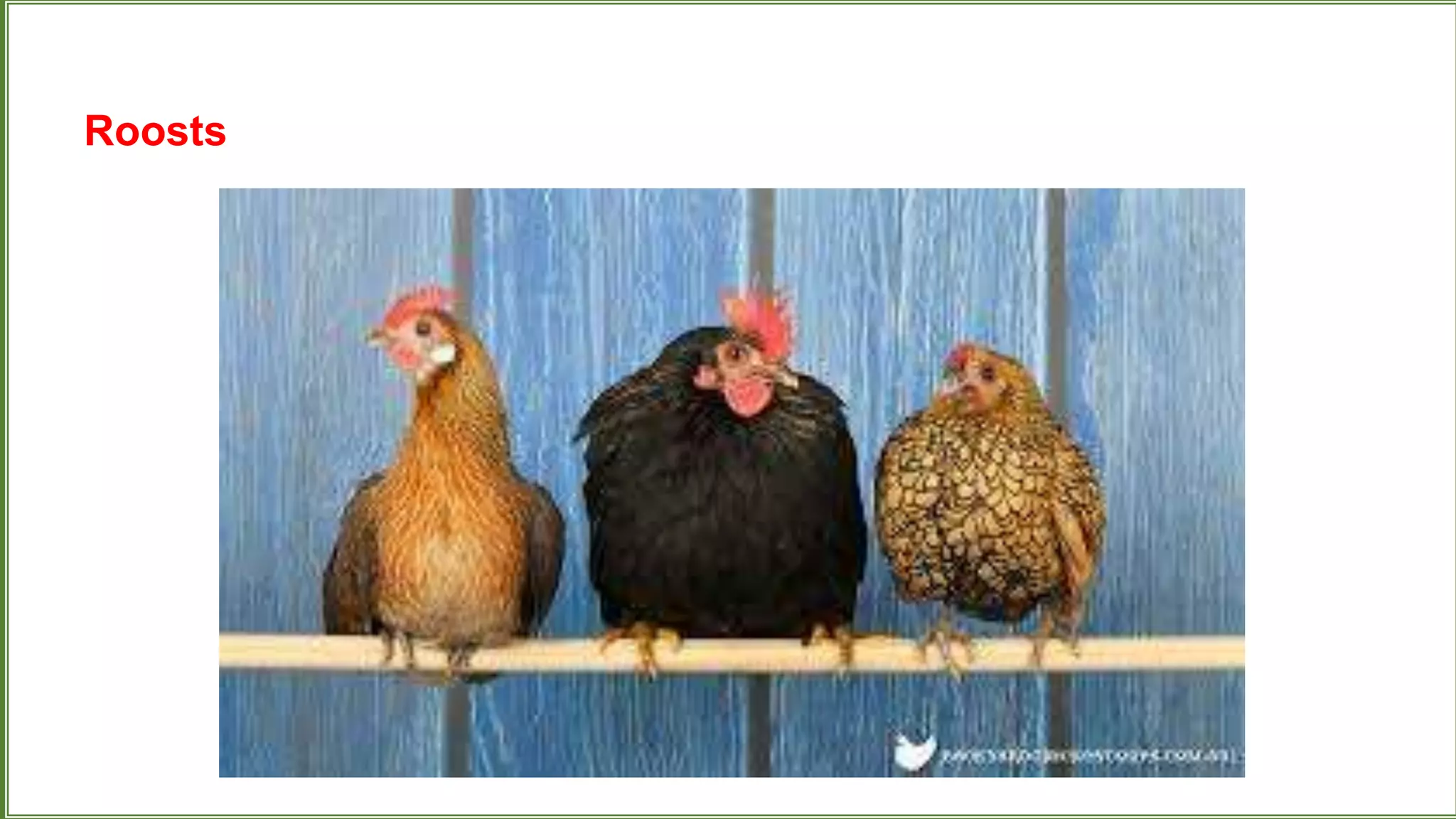 1588245322-10-broiler-and-layer-management.pptx