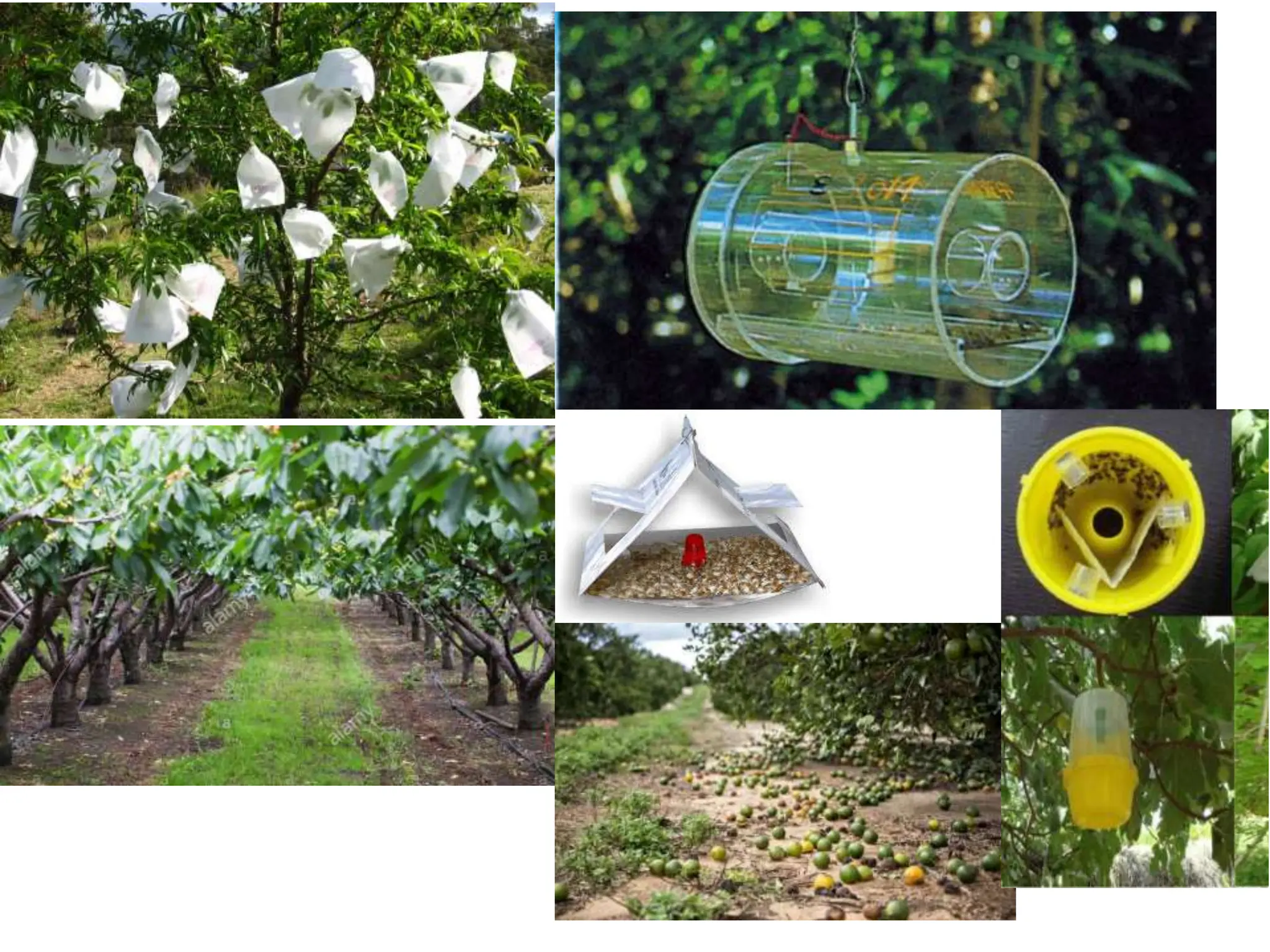 insect-pests-of-mango-crop -LifeCYCLE.pptx