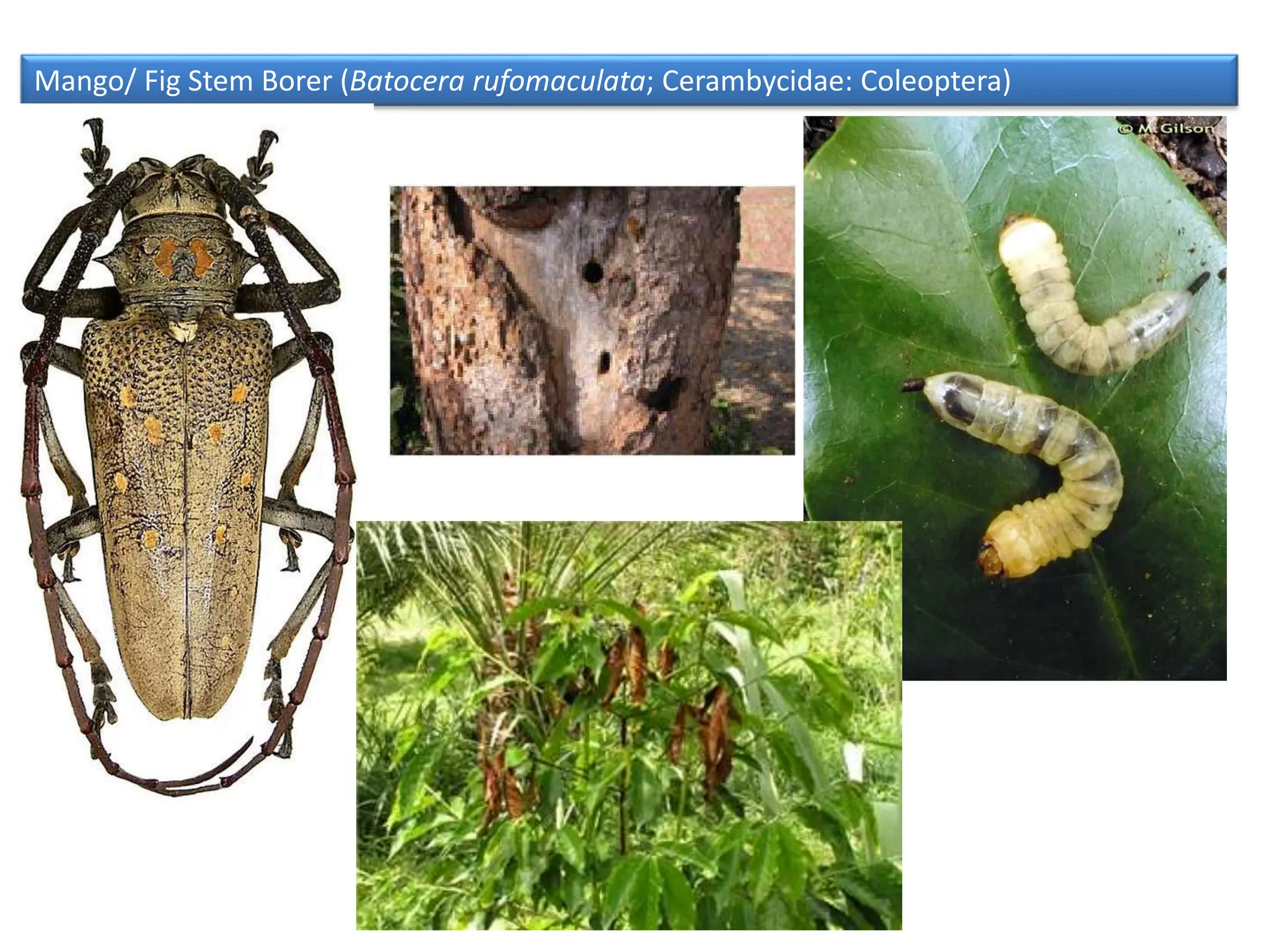 insect-pests-of-mango-crop -LifeCYCLE.pptx