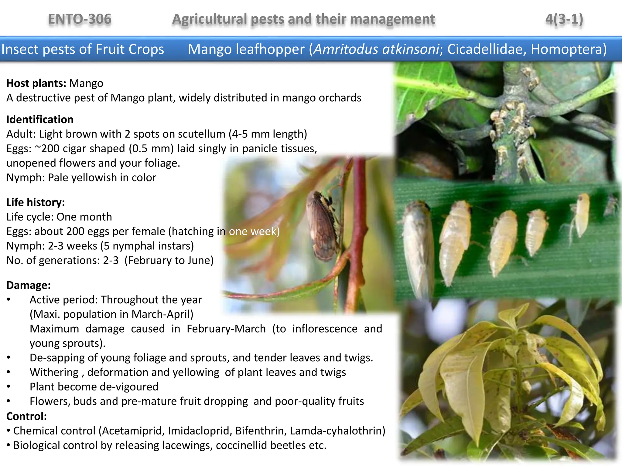 insect-pests-of-mango-crop -LifeCYCLE.pptx