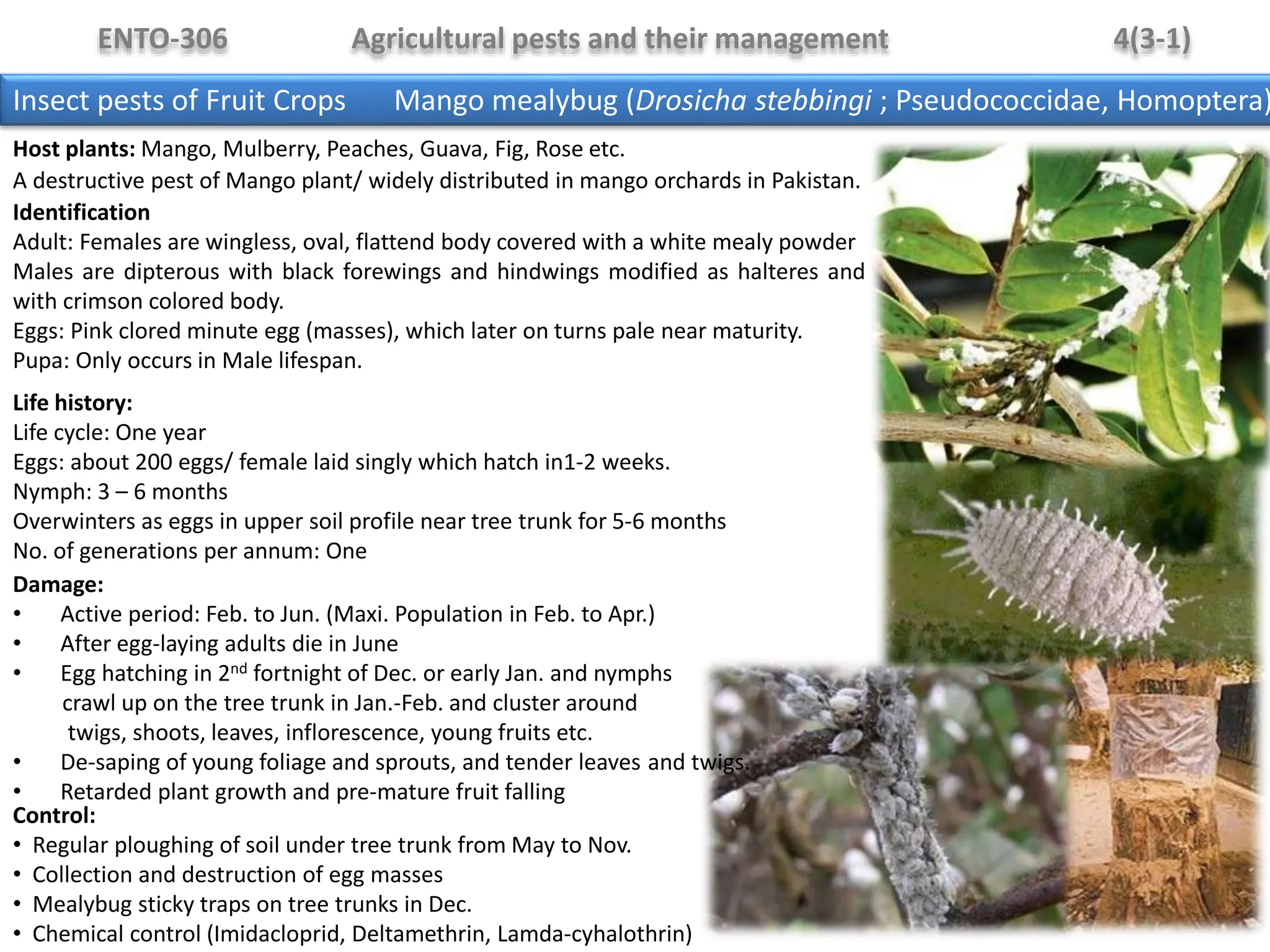 insect-pests-of-mango-crop -LifeCYCLE.pptx