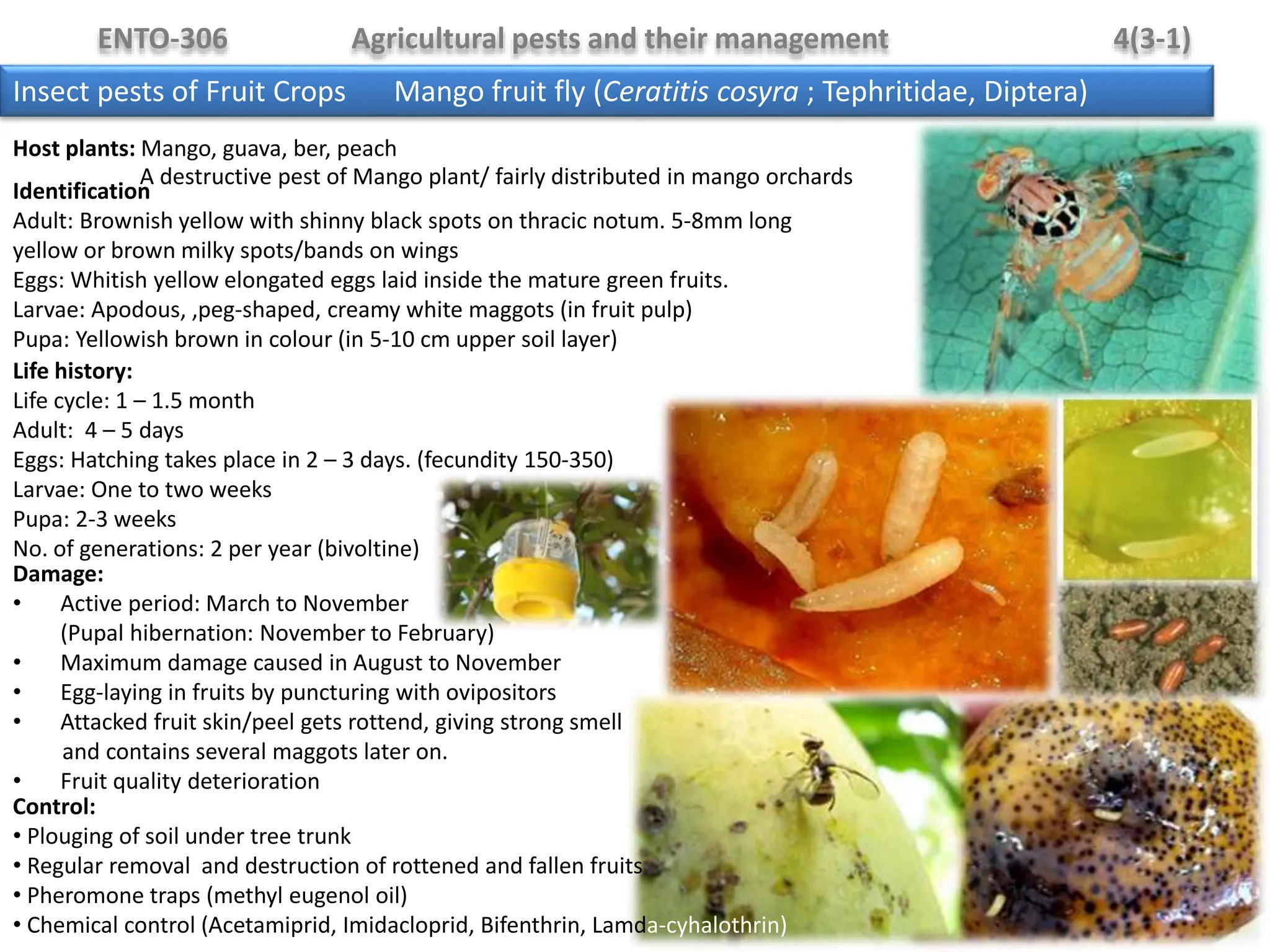 insect-pests-of-mango-crop -LifeCYCLE.pptx