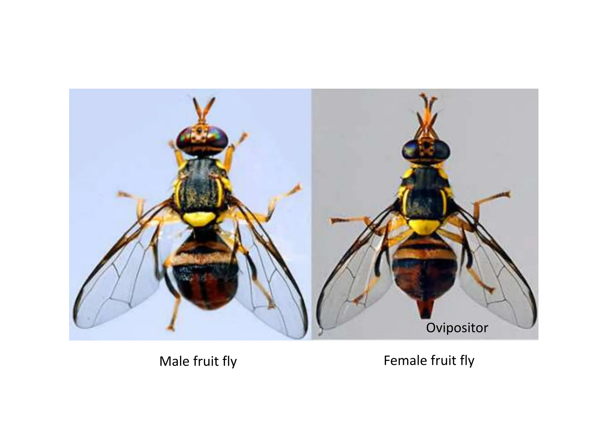 insect-pests-of-mango-crop -LifeCYCLE.pptx