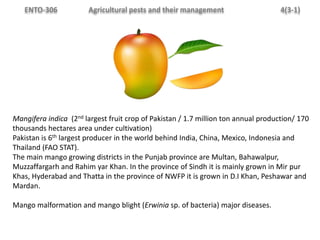 insect-pests-of-mango-crop -LifeCYCLE.pptx