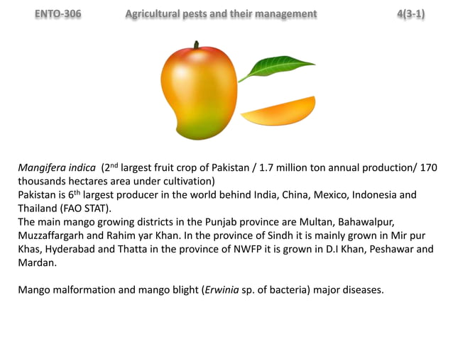 insect-pests-of-mango-crop -LifeCYCLE.pptx | Agriculture | Industries