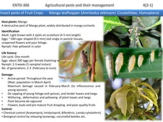 insect-pests-of-mango-crop -LifeCYCLE.pptx