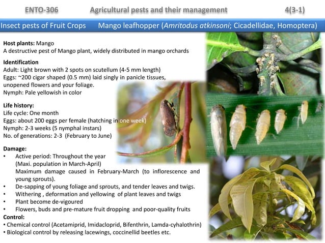 insect-pests-of-mango-crop -LifeCYCLE.pptx | Agriculture | Industries