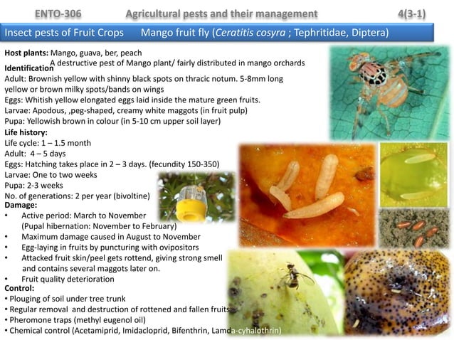 insect-pests-of-mango-crop -LifeCYCLE.pptx | Agriculture | Industries