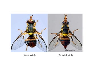 insect-pests-of-mango-crop -LifeCYCLE.pptx
