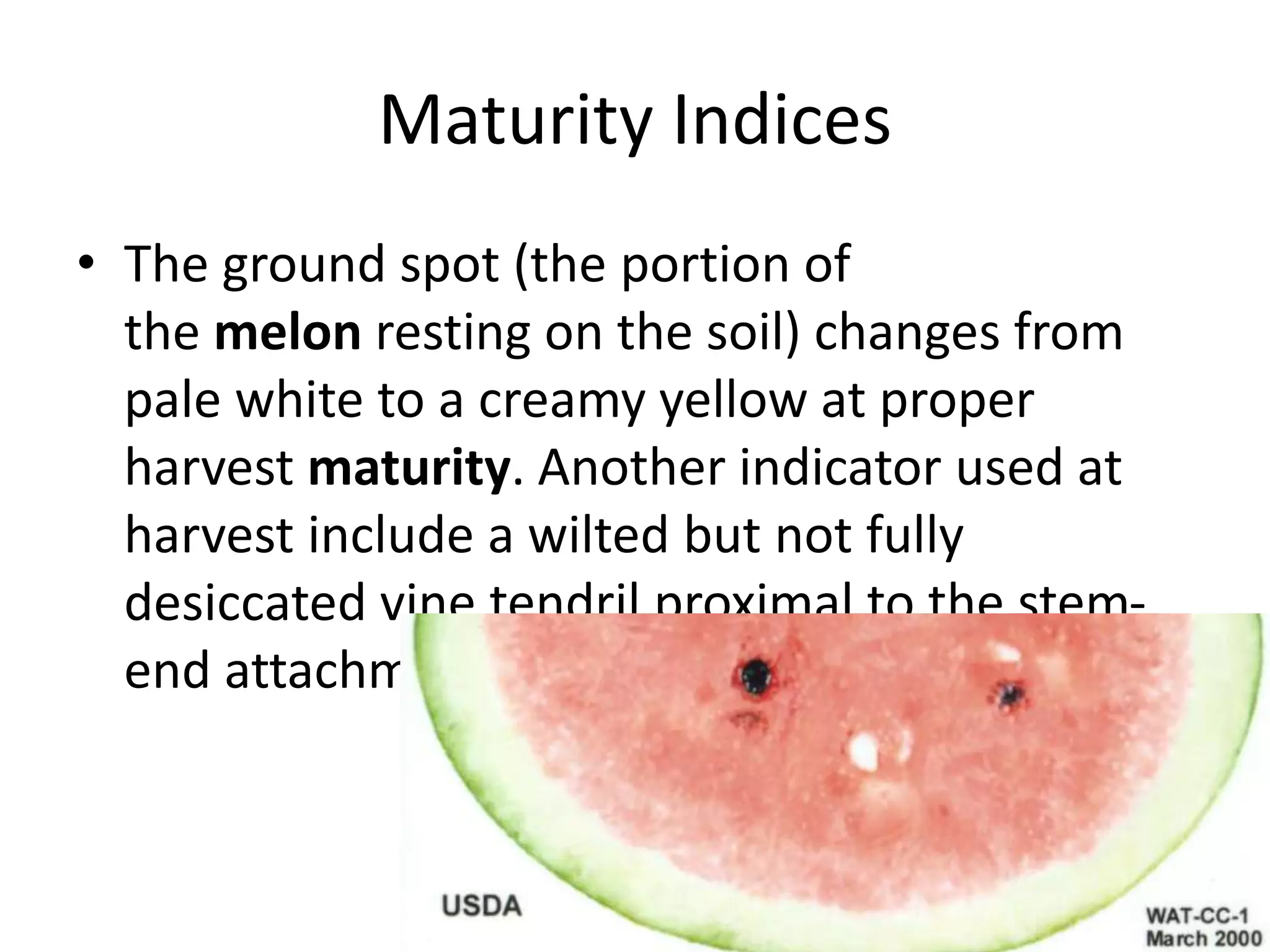 1588452060-watermelon-ppt.pptx