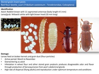 1588457070-stored-grain-insect-pests.pptx