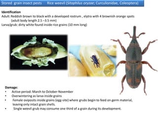 1588457070-stored-grain-insect-pests.pptx