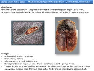 1588457070-stored-grain-insect-pests.pptx