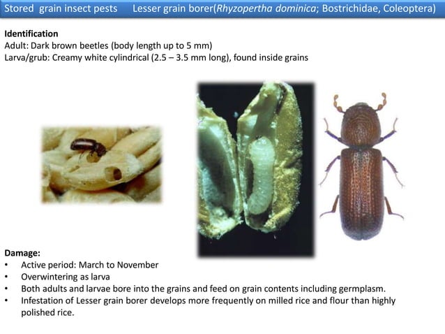 1588457070-stored-grain-insect-pests.pptx