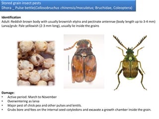 1588457070-stored-grain-insect-pests.pptx