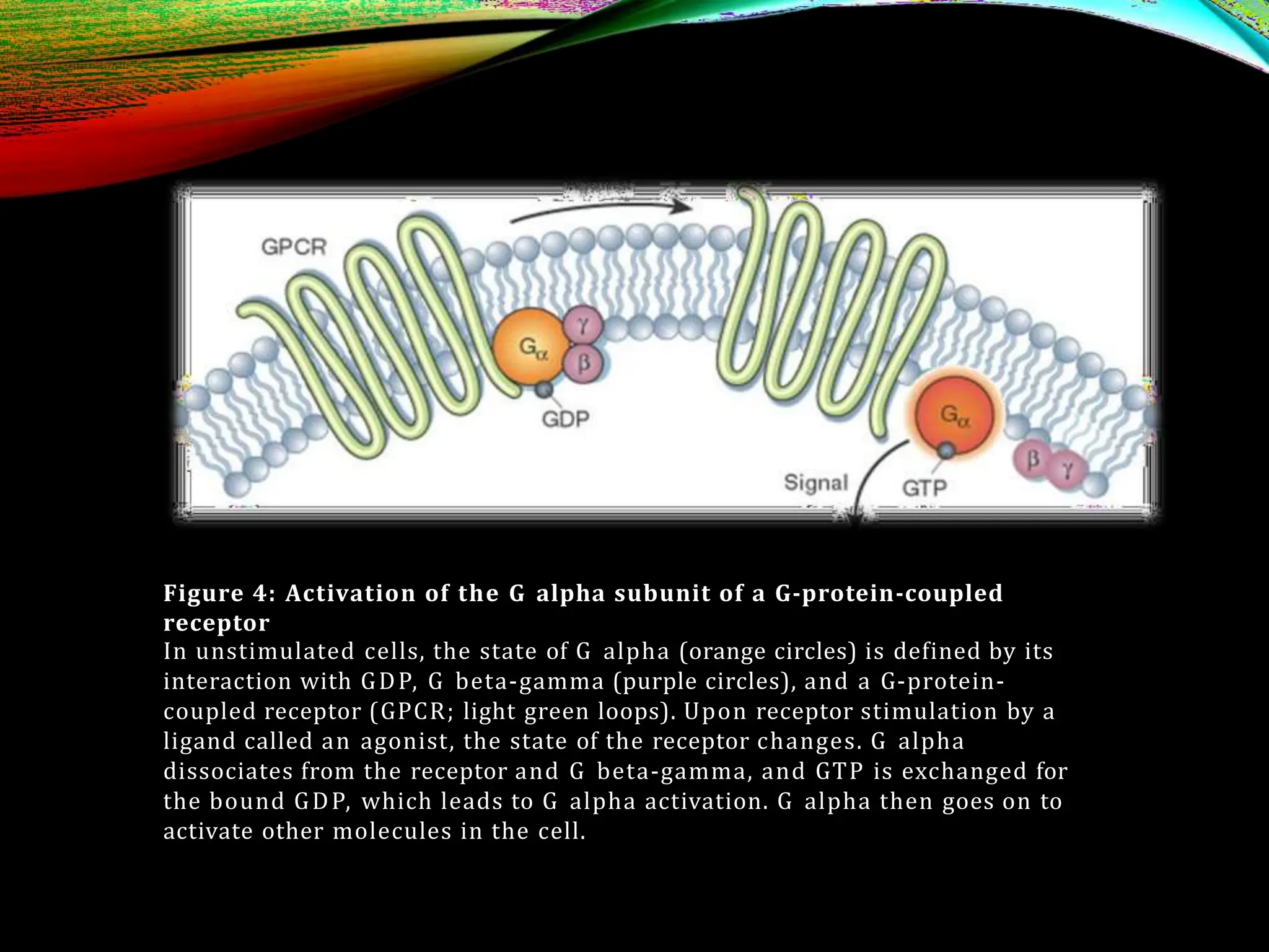 1588607717.pptxforbiologygpcrreceptorsnotes | PPTX