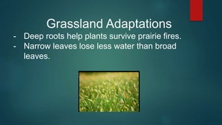 adaptations-of-land-plants-towards-temperature-extremes (1).pptx