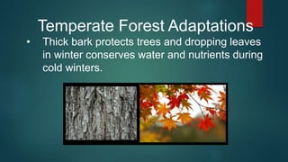 adaptations-of-land-plants-towards-temperature-extremes (1).pptx