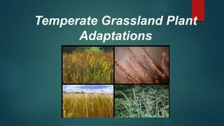 adaptations-of-land-plants-towards-temperature-extremes (1).pptx