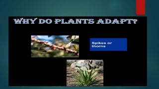 adaptations-of-land-plants-towards-temperature-extremes (1).pptx