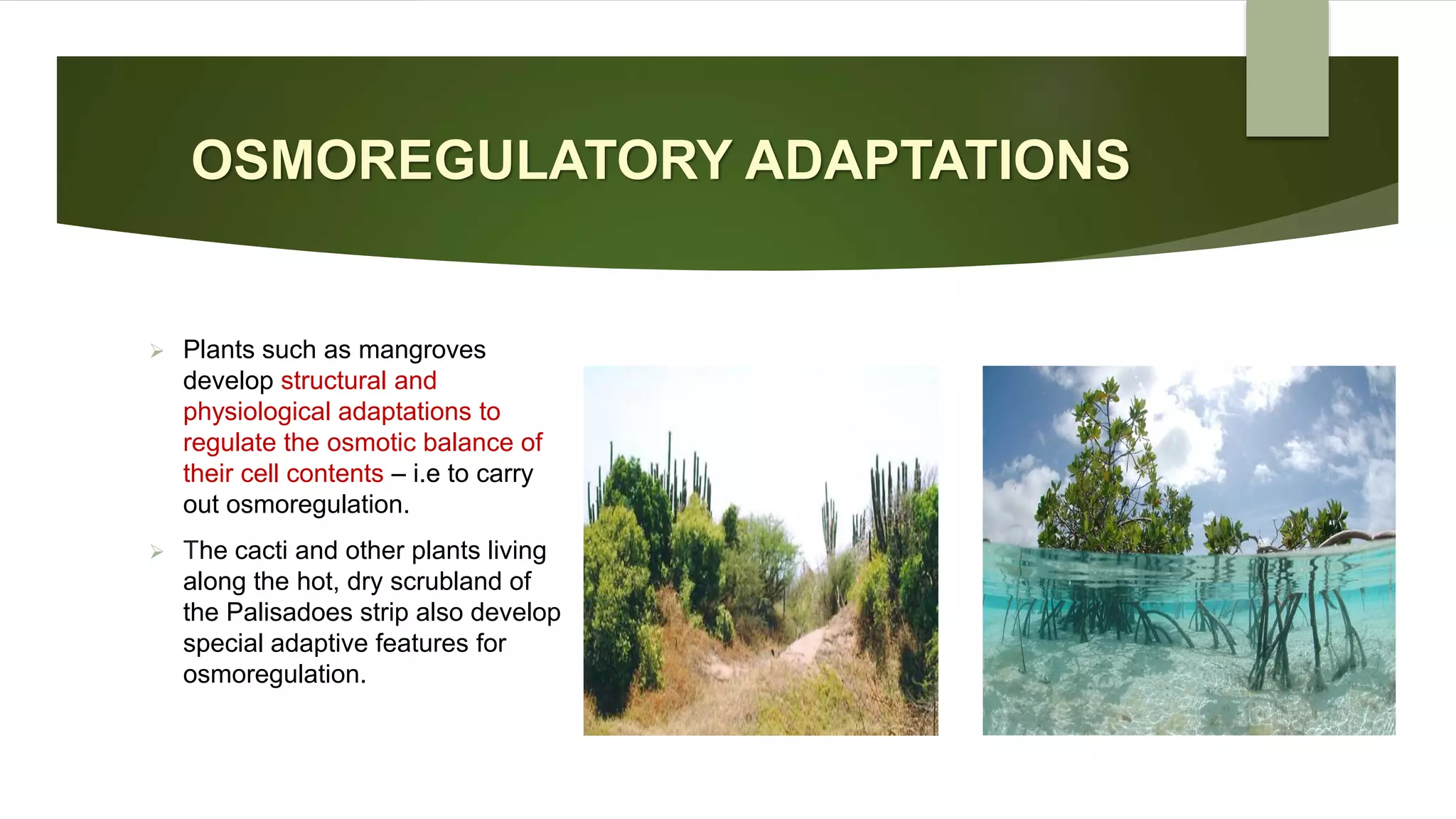 1589271503-19-stress-and-osmoregulation-in-plants.pptx