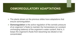 1589271503-19-stress-and-osmoregulation-in-plants.pptx