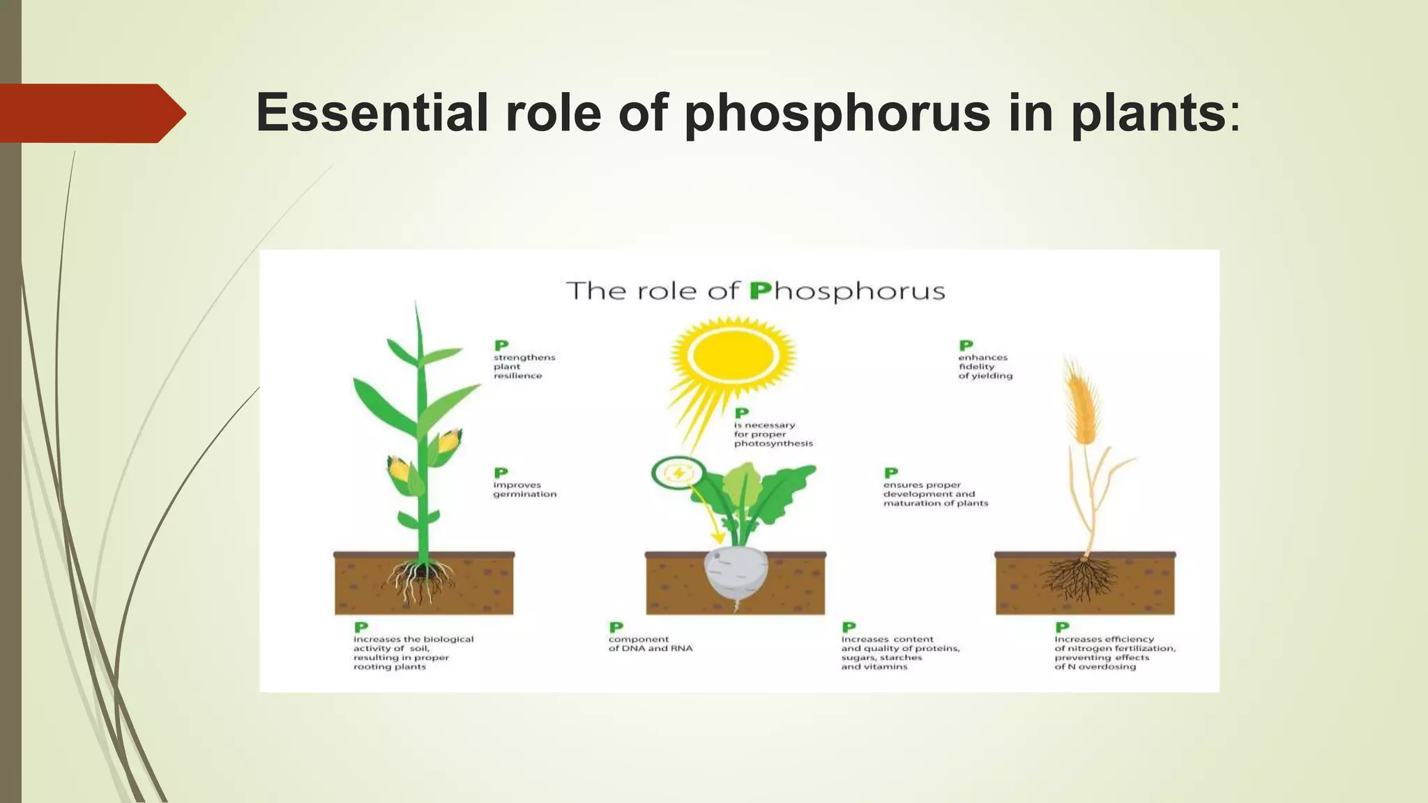 1589271661-15-physiology-and-ecology-of-phosphorus.pptx