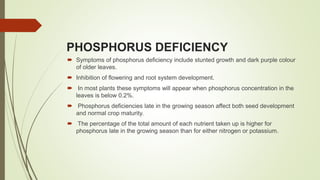1589271661-15-physiology-and-ecology-of-phosphorus.pptx | Gardening ...