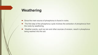 1589271661-15-physiology-and-ecology-of-phosphorus.pptx