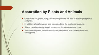 1589271661-15-physiology-and-ecology-of-phosphorus.pptx