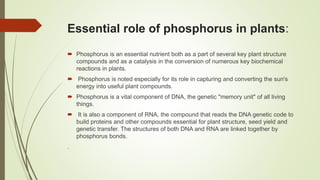 1589271661-15-physiology-and-ecology-of-phosphorus.pptx | Gardening ...
