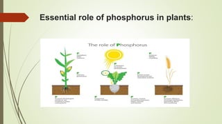 1589271661-15-physiology-and-ecology-of-phosphorus.pptx | Gardening ...