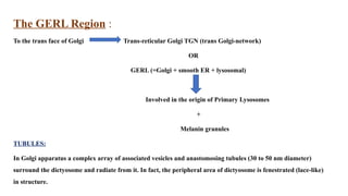 1589444204-endomembrane-system-and-vasicular-traficking.pptx