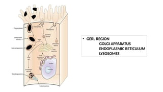 1589444204-endomembrane-system-and-vasicular-traficking.pptx