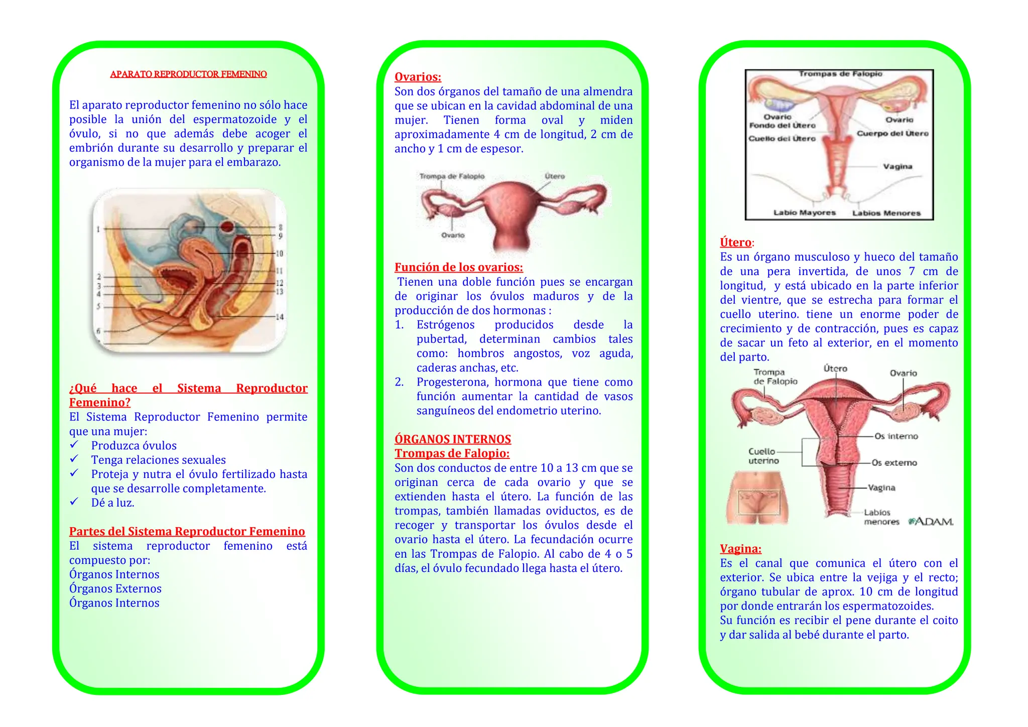 Triptico Sistema Reproductor Masculina Y Femenino Aparato Reproductor