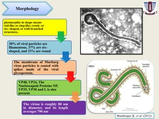 1594532419386_Marburg Virus (1) (1).pptx | Infectious Diseases ...