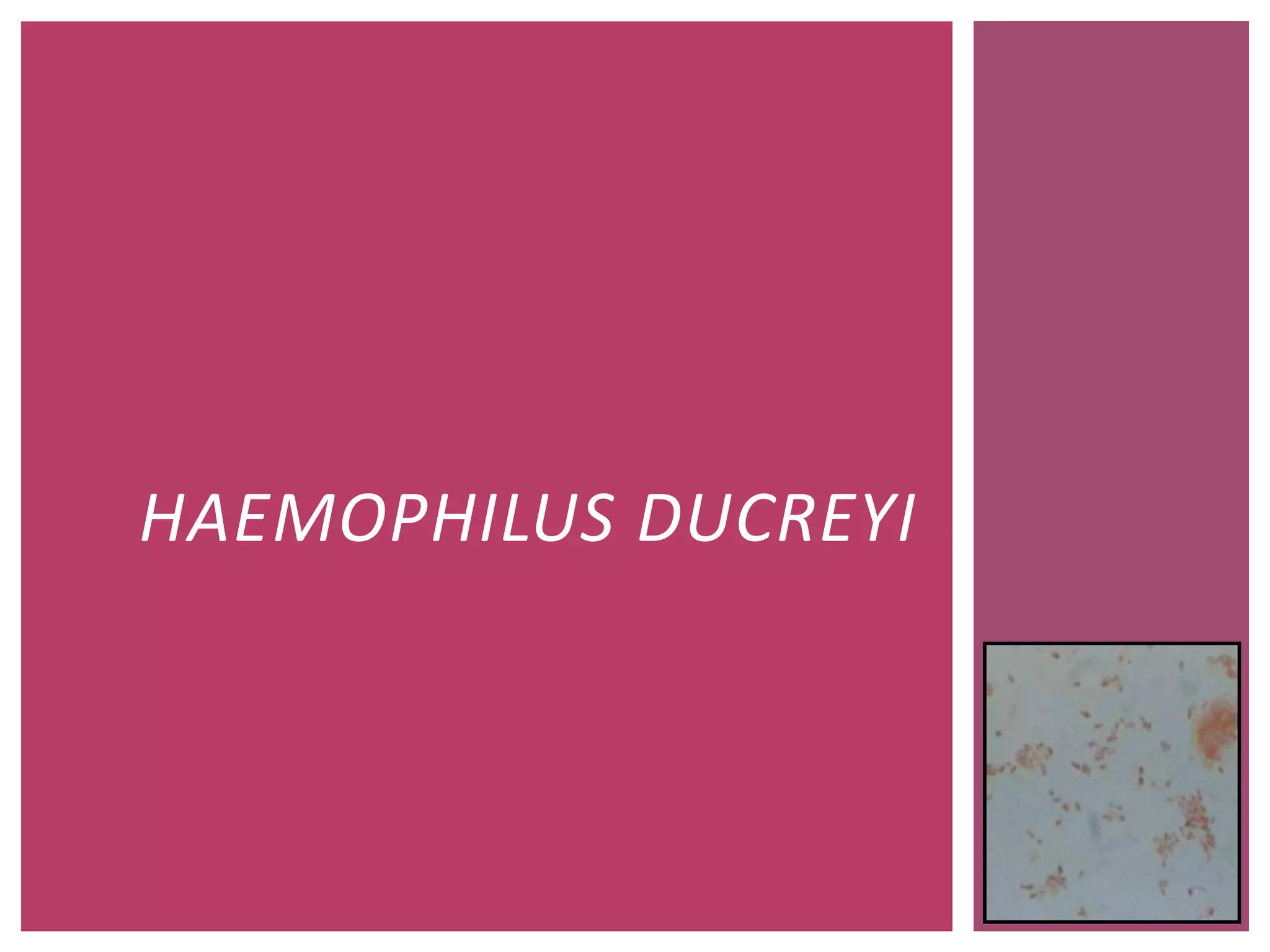 15a -chapter_18_-_haemophilus_species | PDF
