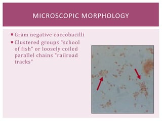 Haemophilus Ducreyi School Of Fish
