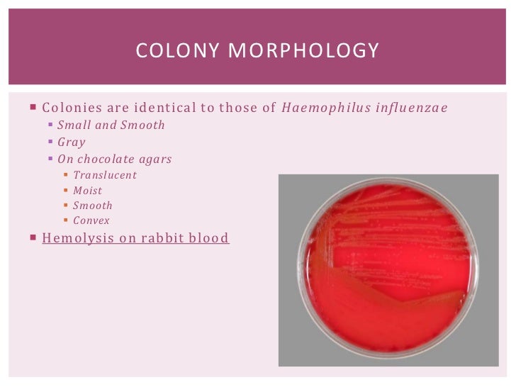 15a -chapter_18_-_haemophilus_species