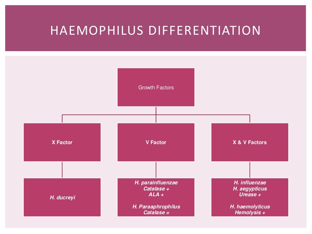15a -chapter_18_-_haemophilus_species