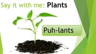 Plants.learning how to read | PPT