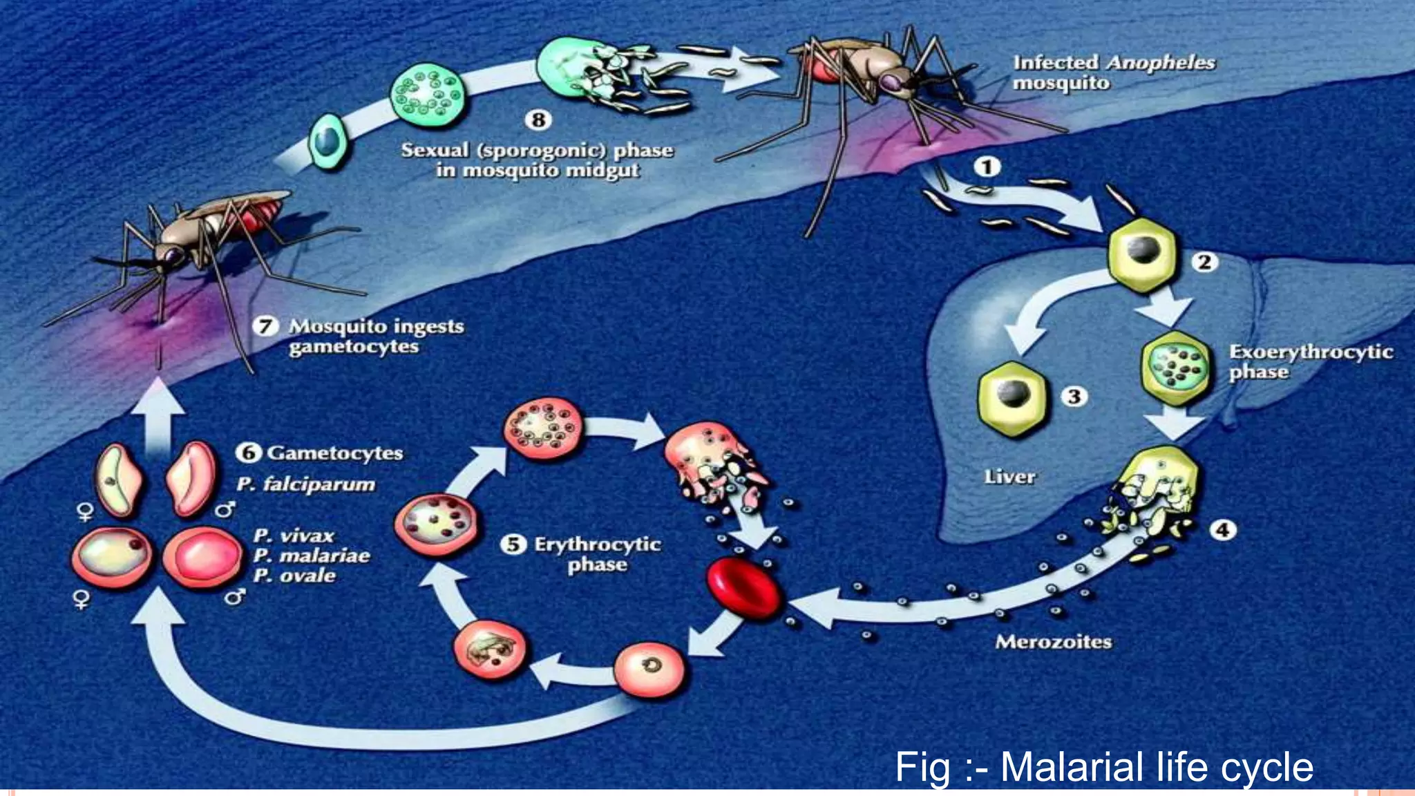 ANTI-MALARIAL DRUGS AND ANALOGUES | PPTX
