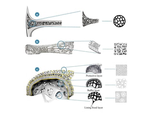 15 Bones & Material shaping in nature inspired engineering.pptx