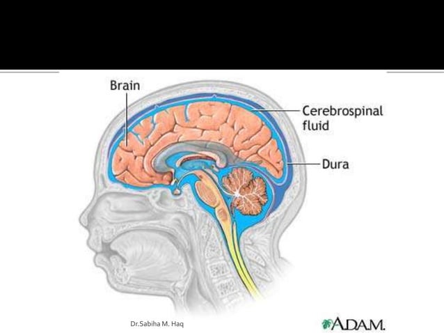 15 cerebrospinal fluid | PPTX
