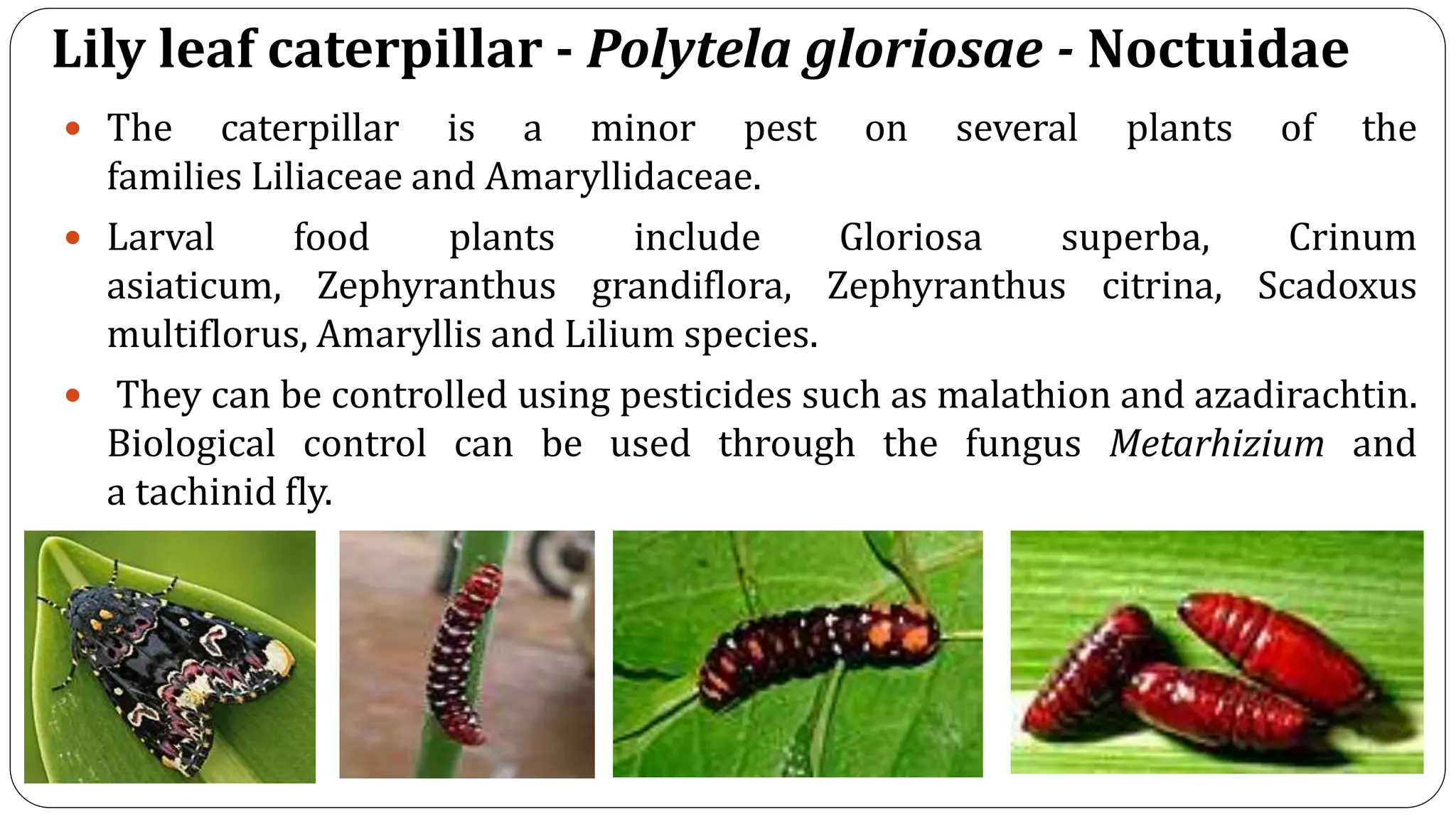 15 Cut flowers insect and diseases management | PPT