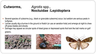 15 Cut flowers insect and diseases management | PPT